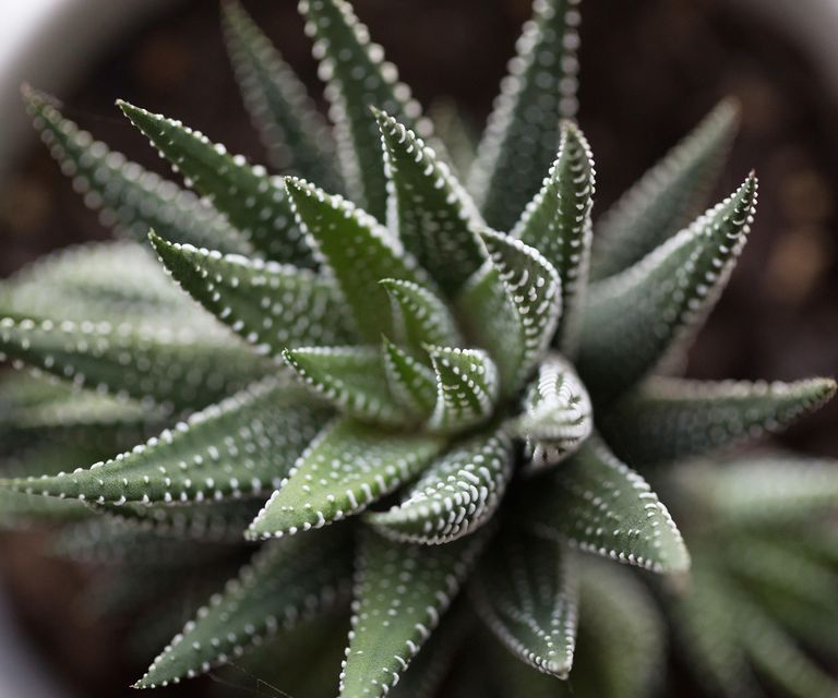 12 of the best office plants to boost your concentration | Homes and ...