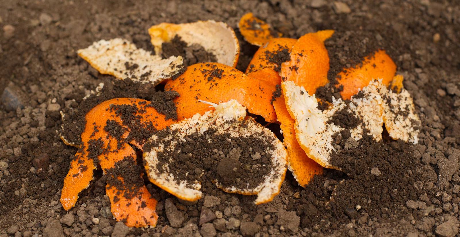 How to use orange peel in your garden: 5 ways to reuse skins | Woman & Home