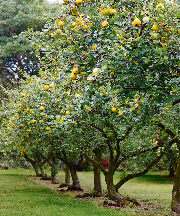 How to identify British trees – by leaf, fruit, shape, size, bark and ...