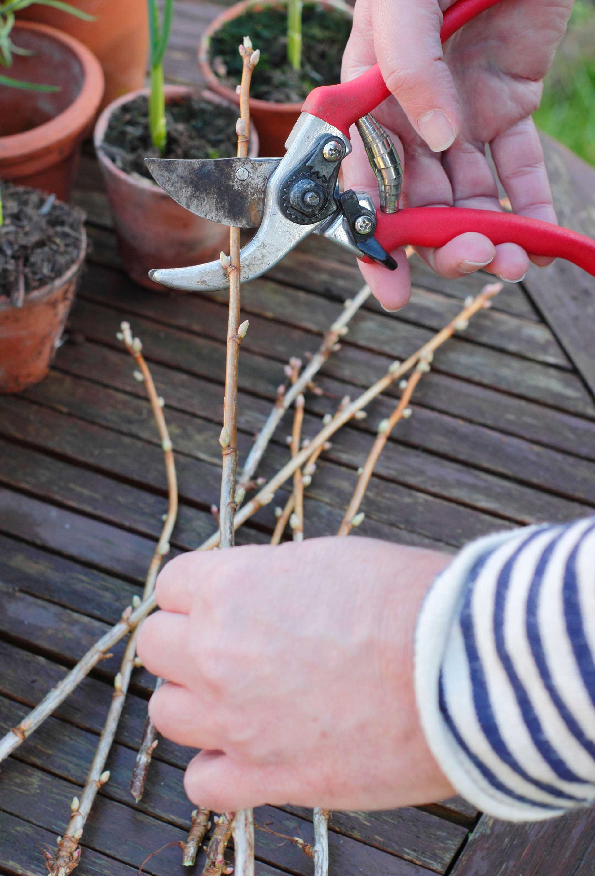 How to take cuttings from plants: follow our expert advice | Gardeningetc