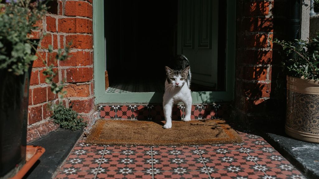 32 reasons why cats are better pets than dogs | PetsRadar