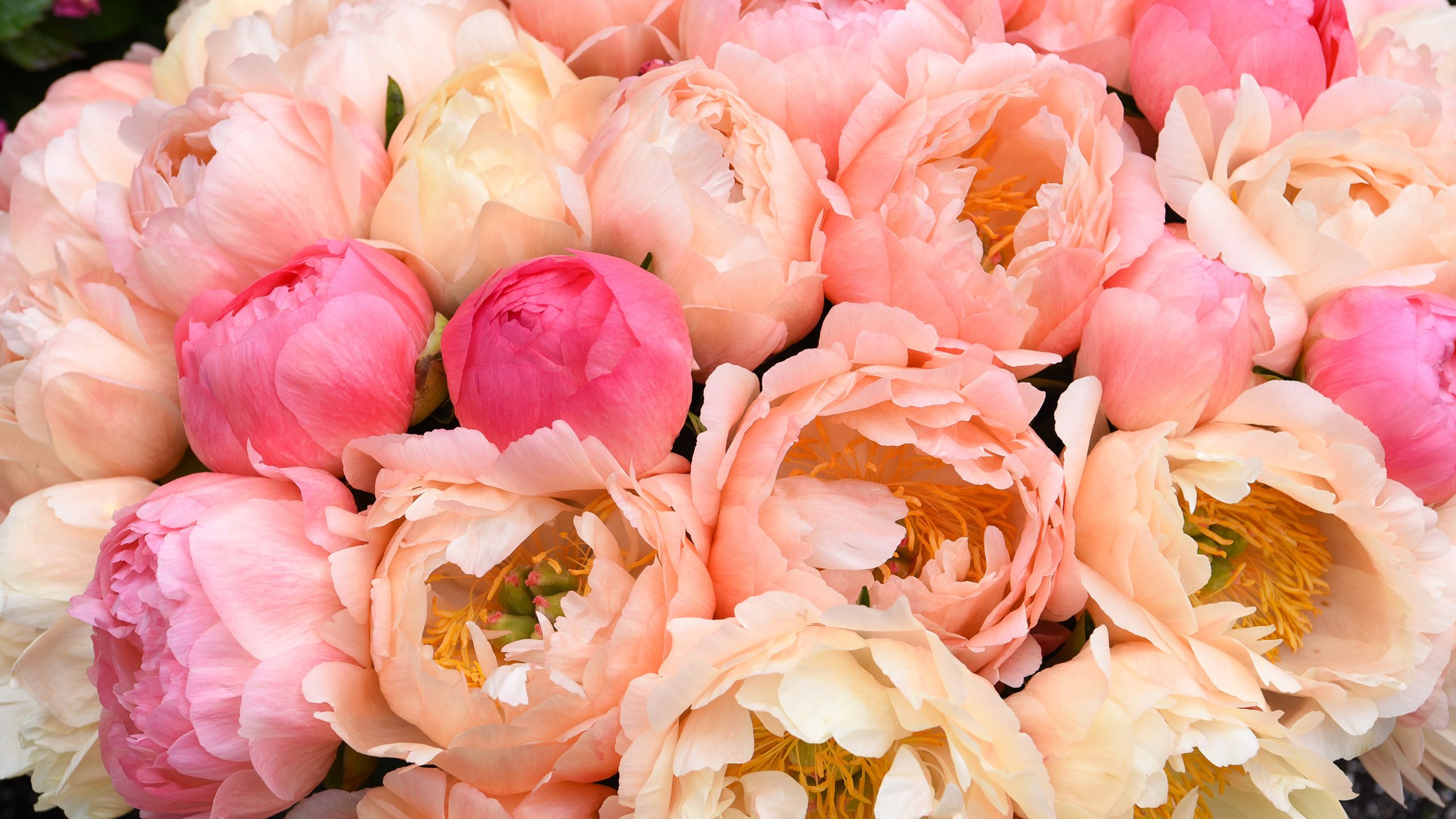 5 of the best bare root plants to plant right now | Gardeningetc