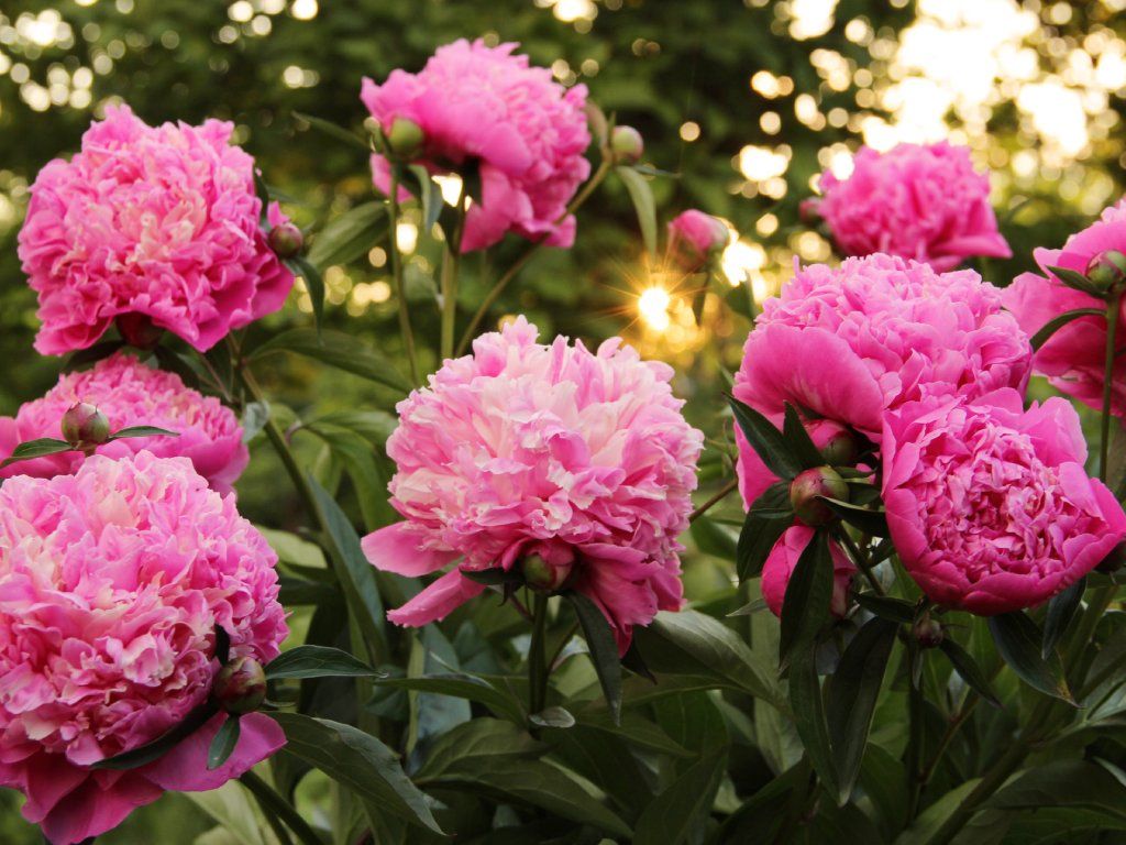 The Easy Route To Stunning Peony Flowers | Gardening Know How
