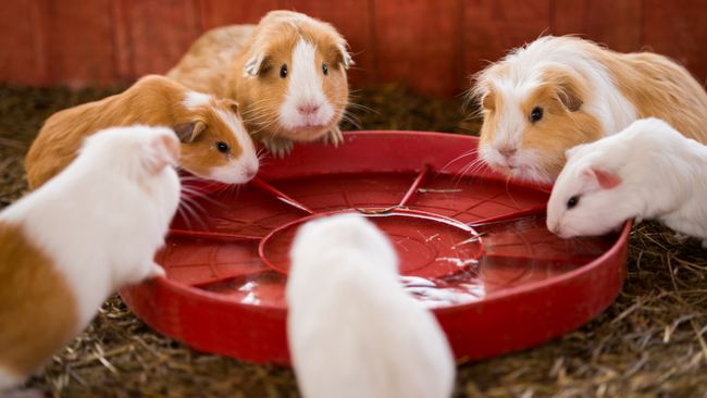 32 tips for taking care of guinea pigs | PetsRadar