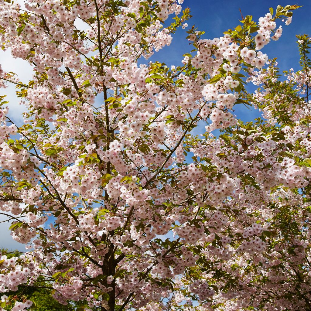 What cherry blossom tree is the best for a small garden? | Ideal Home
