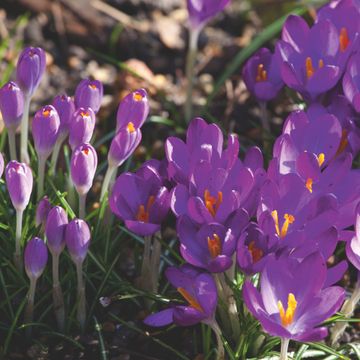 When to prune plum trees - experts reveal the perfect time | Ideal Home