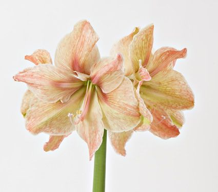 Amaryllis Flower Images | Holiday Flowers | Live Science