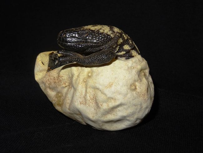 Gila Monster Photos: The Sluggish and Scaly Sweethearts of the American ...