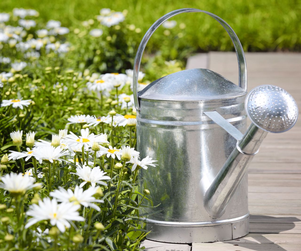 Can you water plants with bath water? Pros and cons revealed | Homes ...