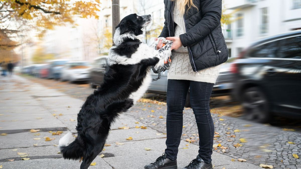 How to handle dog aggression: Vet solves 5 common behavioral problems ...