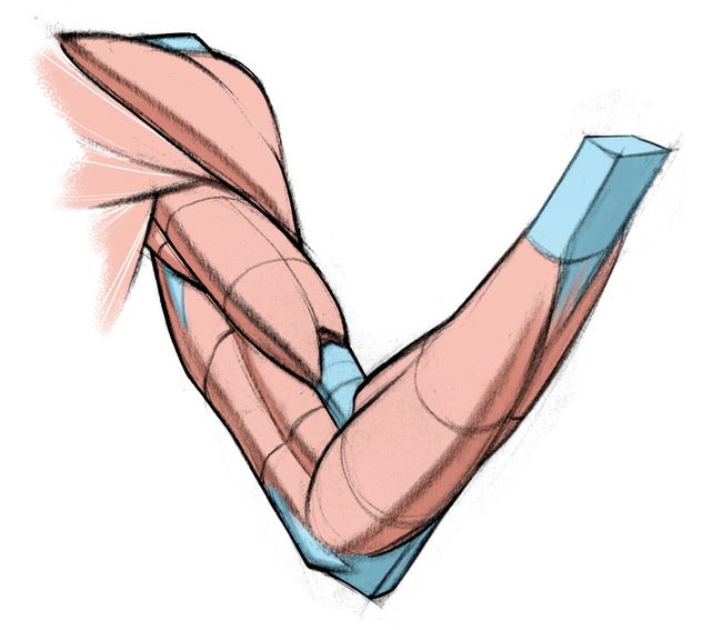 Draw accurate bones and muscle | Creative Bloq