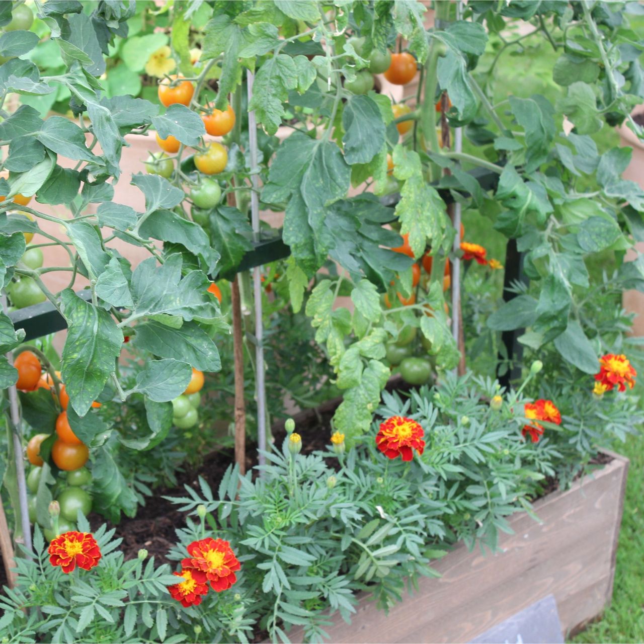 What does ‘pinching out’ mean? The secret to productive plants | Ideal Home