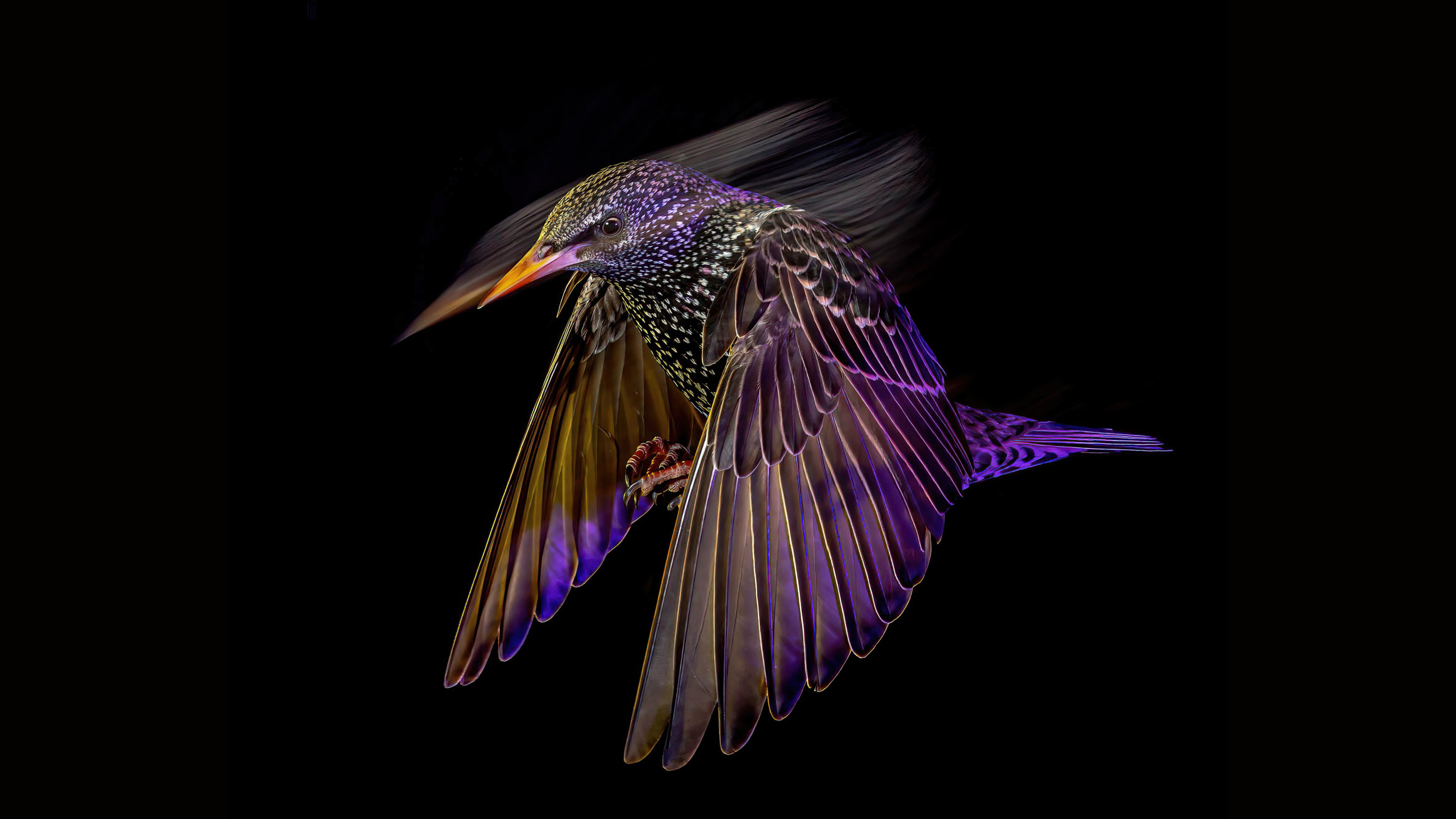 Britain's stunning wildlife put on show as the British Wildlife ...