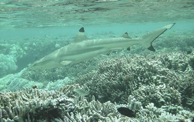 One of World's Most Pristine Coral Reefs Revealed | Live Science