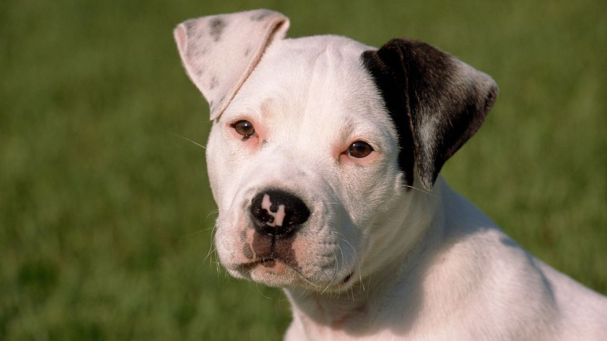 32 super cool dog breeds from the United States | PetsRadar