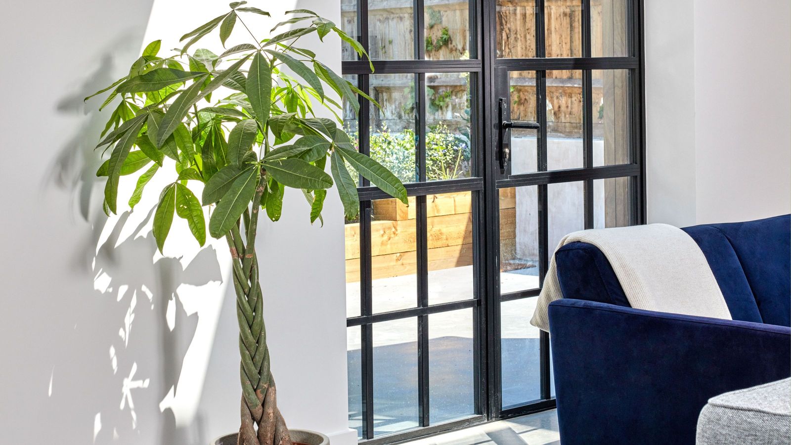 Money Tree Care — An Expert Guide to This "Prosperous" Plant | Livingetc