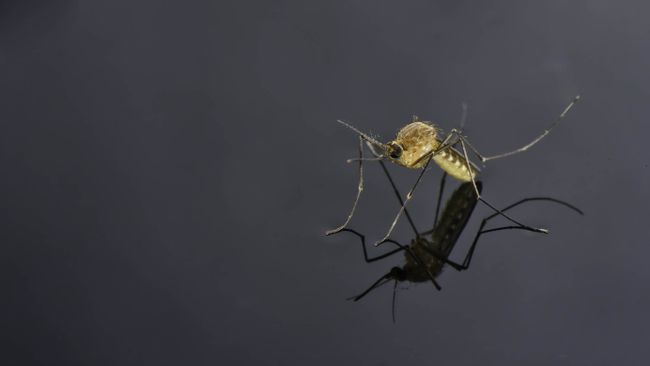 7 things that attract mosquitoes to your yard | Tom's Guide