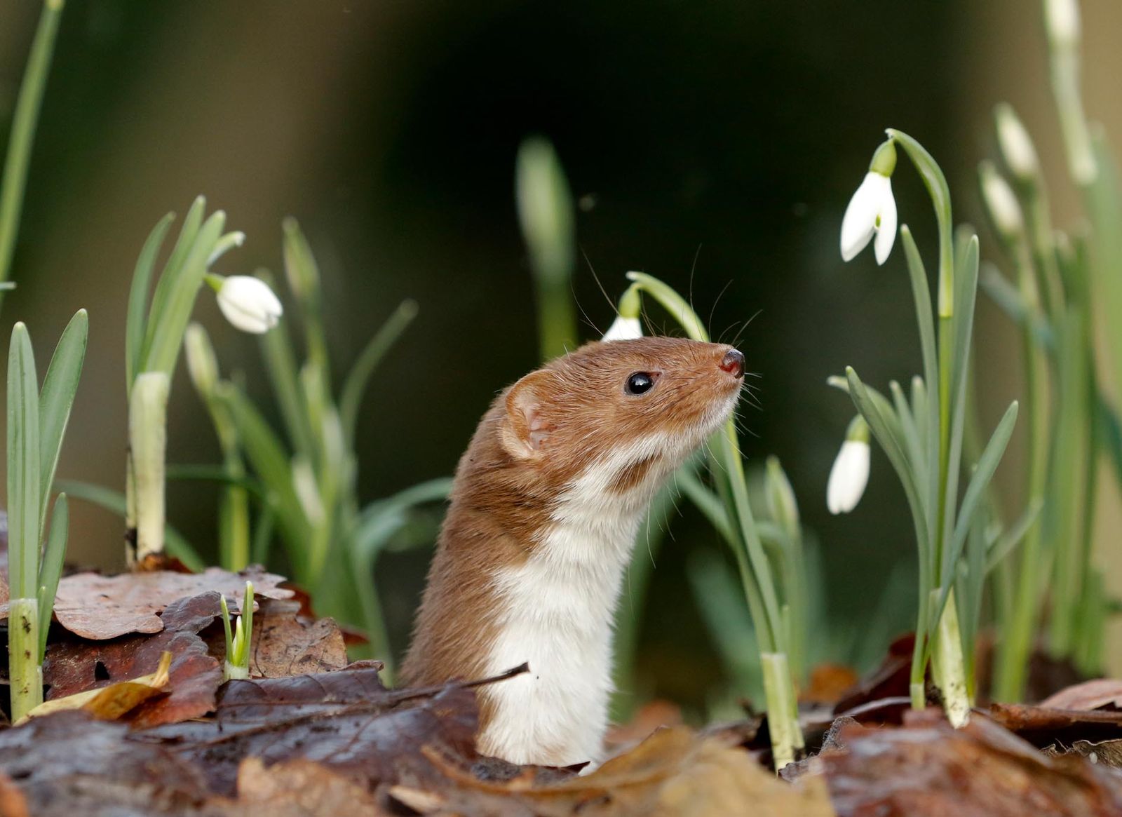 Badgers, weasels, otters, stoats and more: A guide to Britain's ...