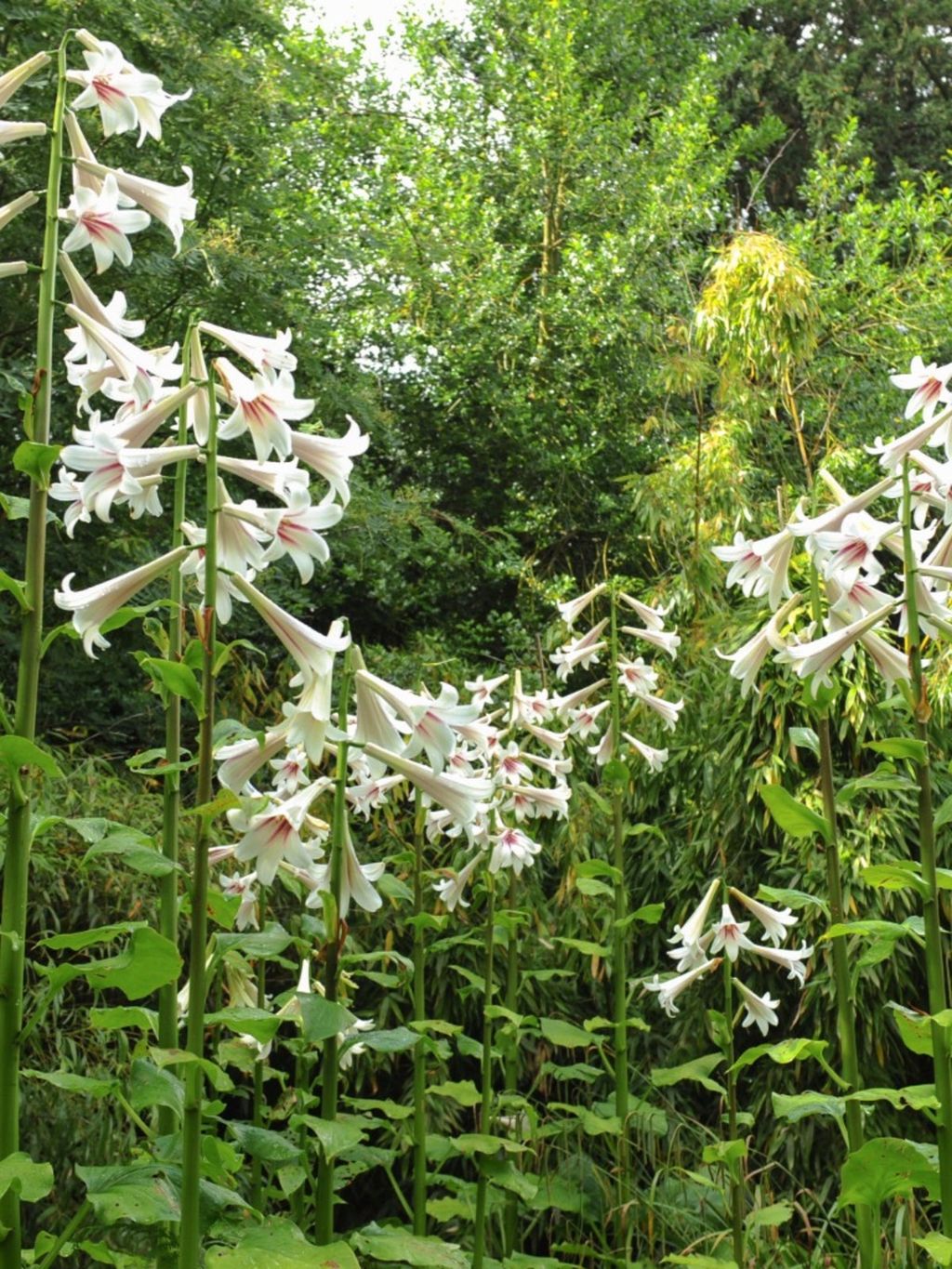 Giant Himalayan Lily Care - Tips For Growing Giant Himalayan Lilies ...