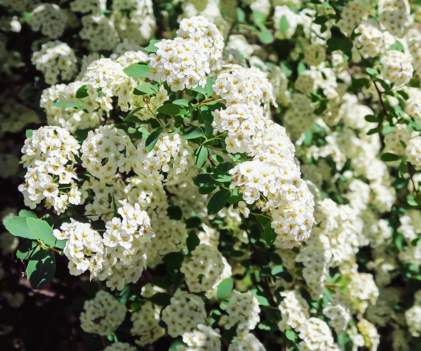 10 of the best spiraea varieties and where to buy them | Homes and Gardens