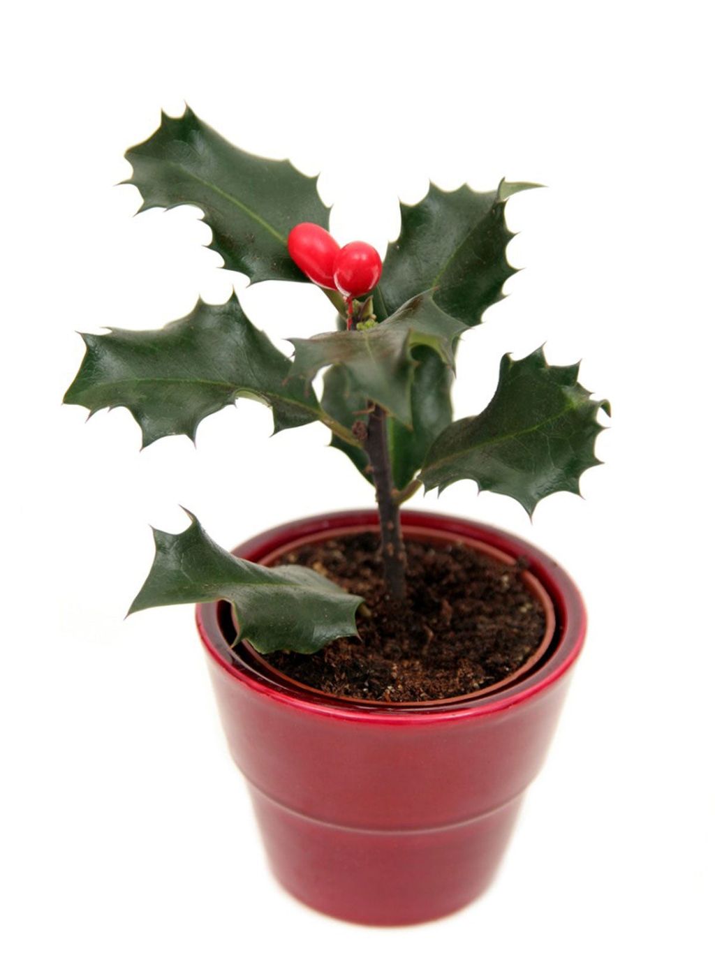 Growing Holly Indoors – Tips For Growing Holly As A Houseplant ...