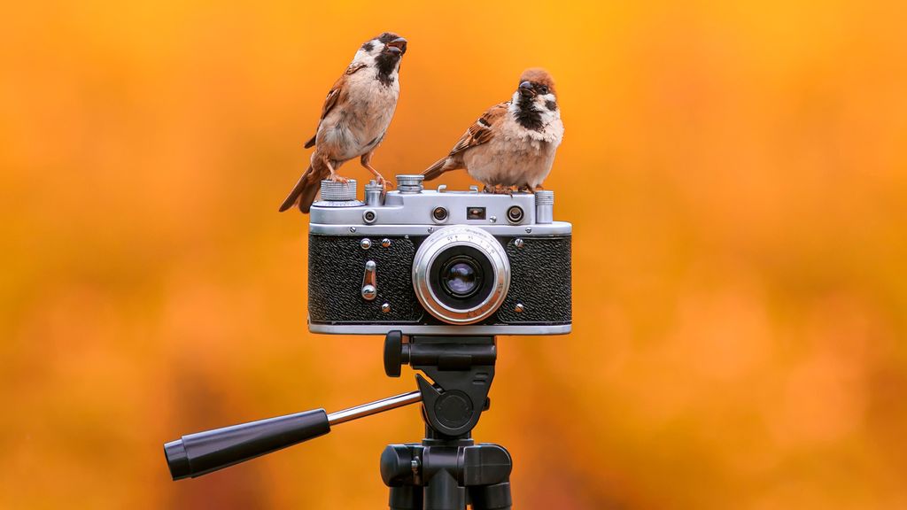 5 simple wildlife photography tips for better shots without fancy gear ...