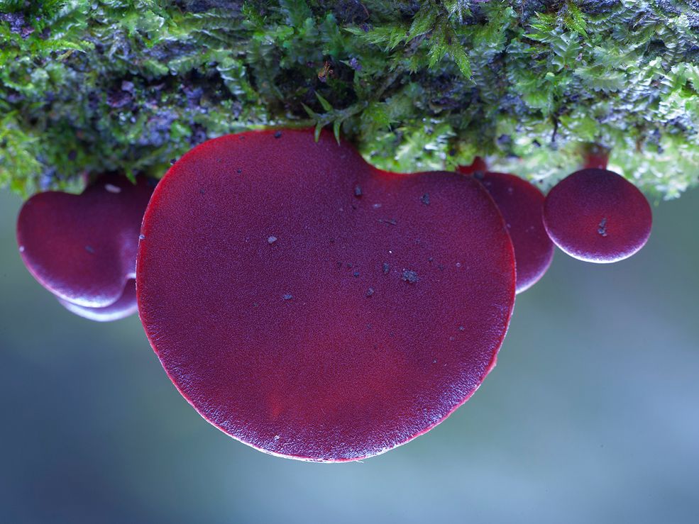 The magical mystery of a miniature mushroom kingdom | The Week