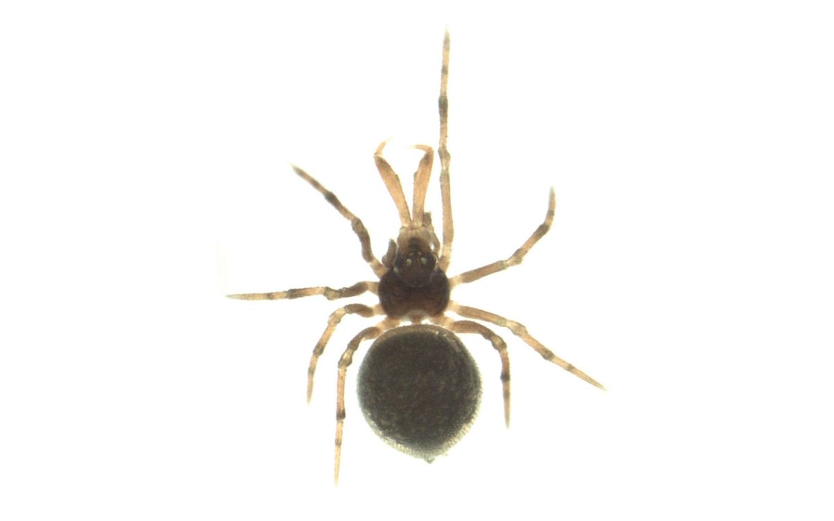 21 Totally Sweet Spider Superlatives: Page 2 | Live Science