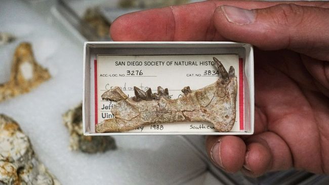 Mysterious 'hypercarnivore' with blade-like teeth roamed California 42 ...