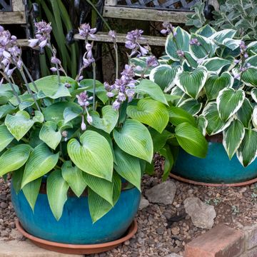 How to divide hostas - a step-by-step guide | Ideal Home