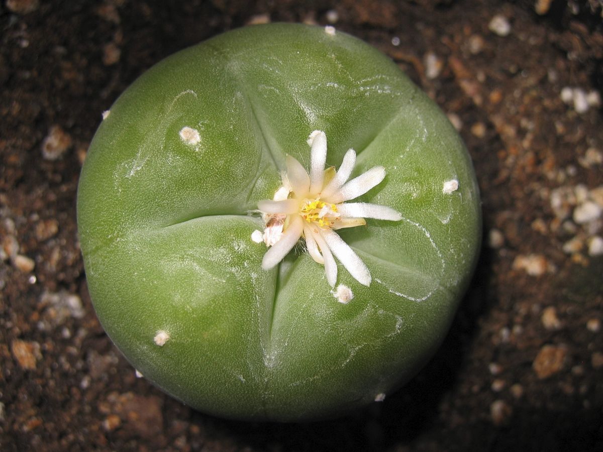 Peyote Cultivation - Learn About The Care Of Peyote Cacti Plants ...