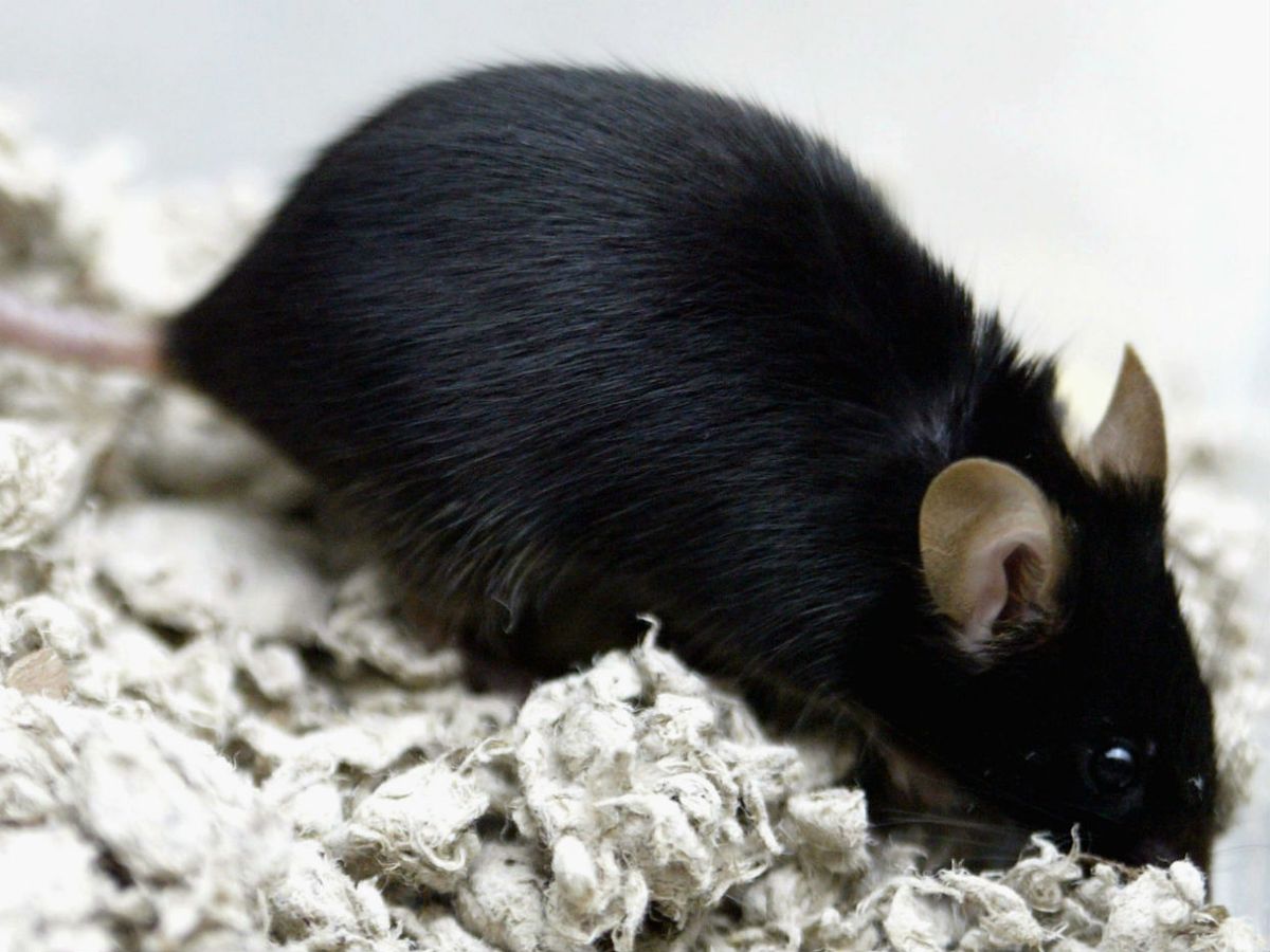 Scientists breed mice using just males | The Week