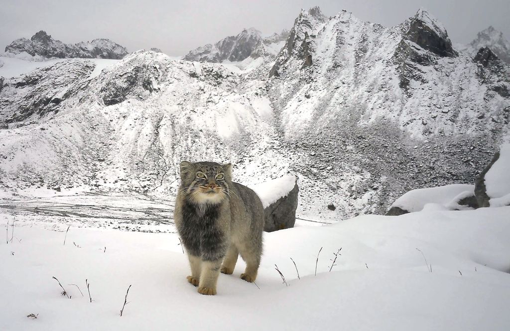 Grumpy-looking Pallas's cat photographed by camera trap in stunning ...