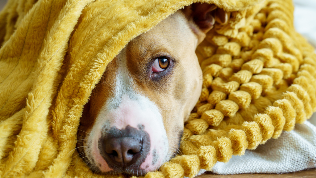 Do dogs get cold? How cold is too cold for dogs in winter | PetsRadar