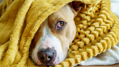 Do dogs get cold? How cold is too cold for dogs in winter | PetsRadar