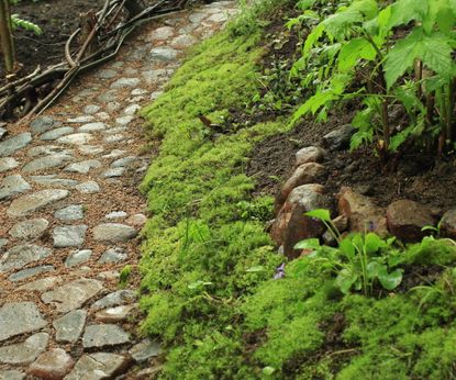 How to grow moss: the greenest groundcover for shade gardens | Homes ...