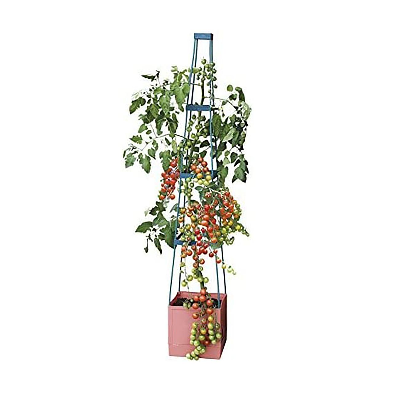 This simple hack will transform your tomato plant, and it only takes ...
