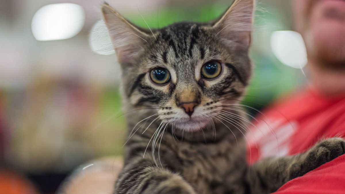 32 reasons to volunteer with an animal rescue | PetsRadar