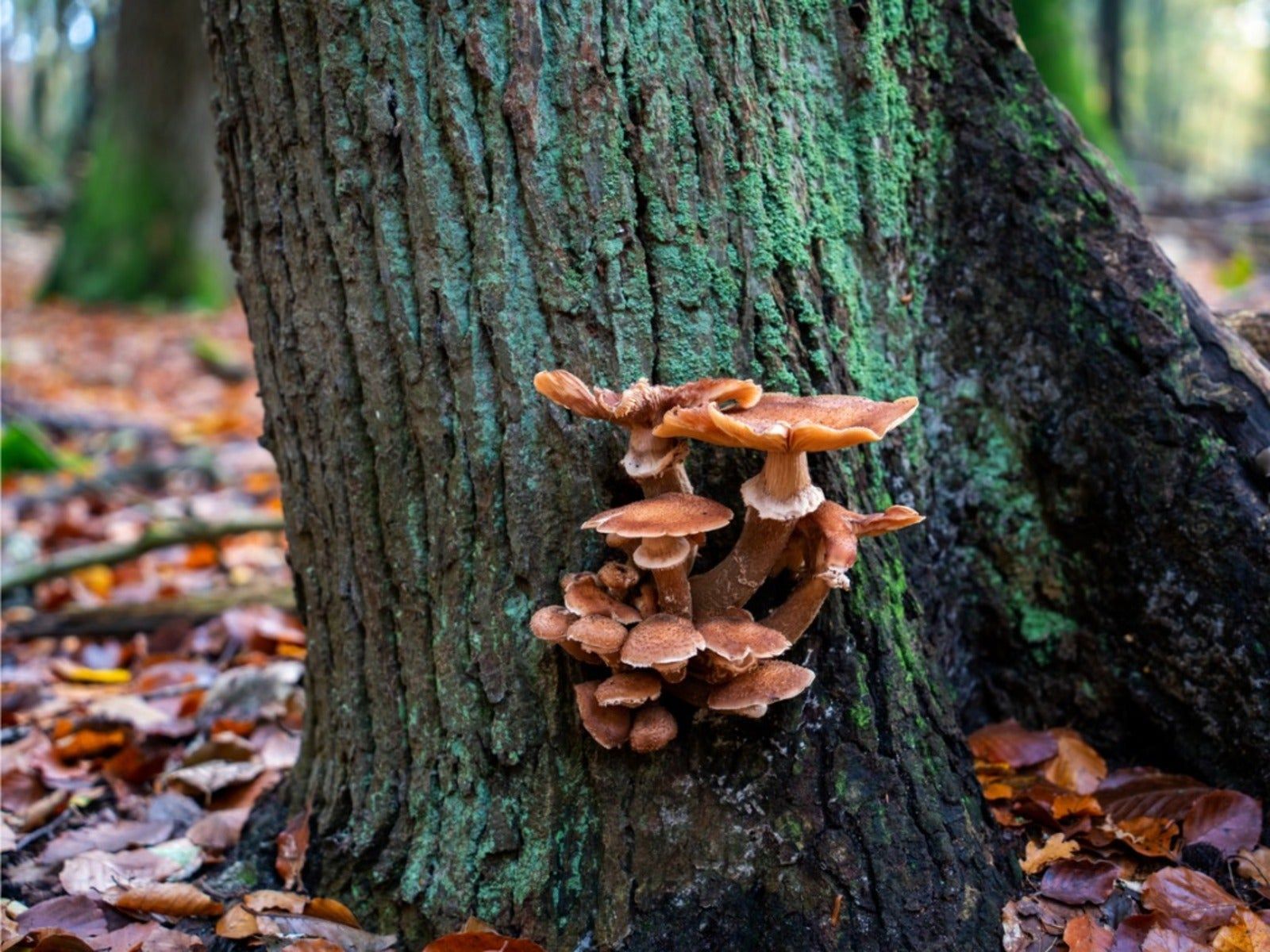 Tree Bark Fungus Identification Guide | Gardening Know How
