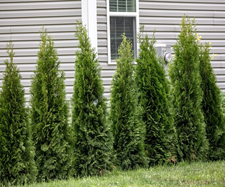 When and how to prune junipers for healthy bushes | Homes and Gardens