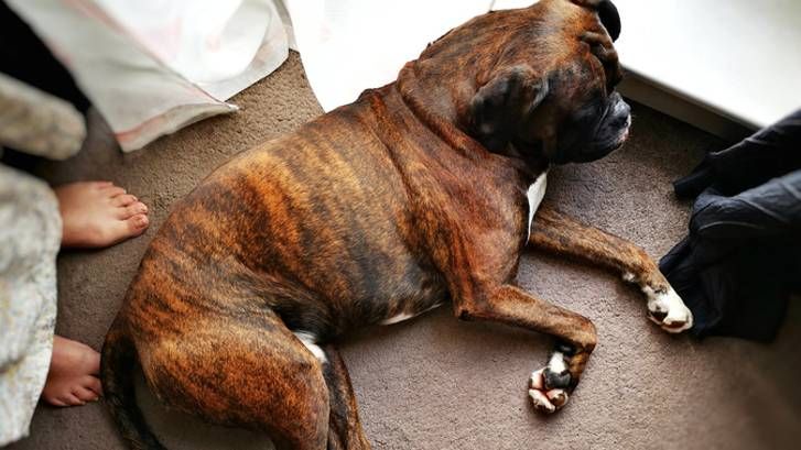 Brindle dog breeds with distinctive tiger-striped markings | PetsRadar