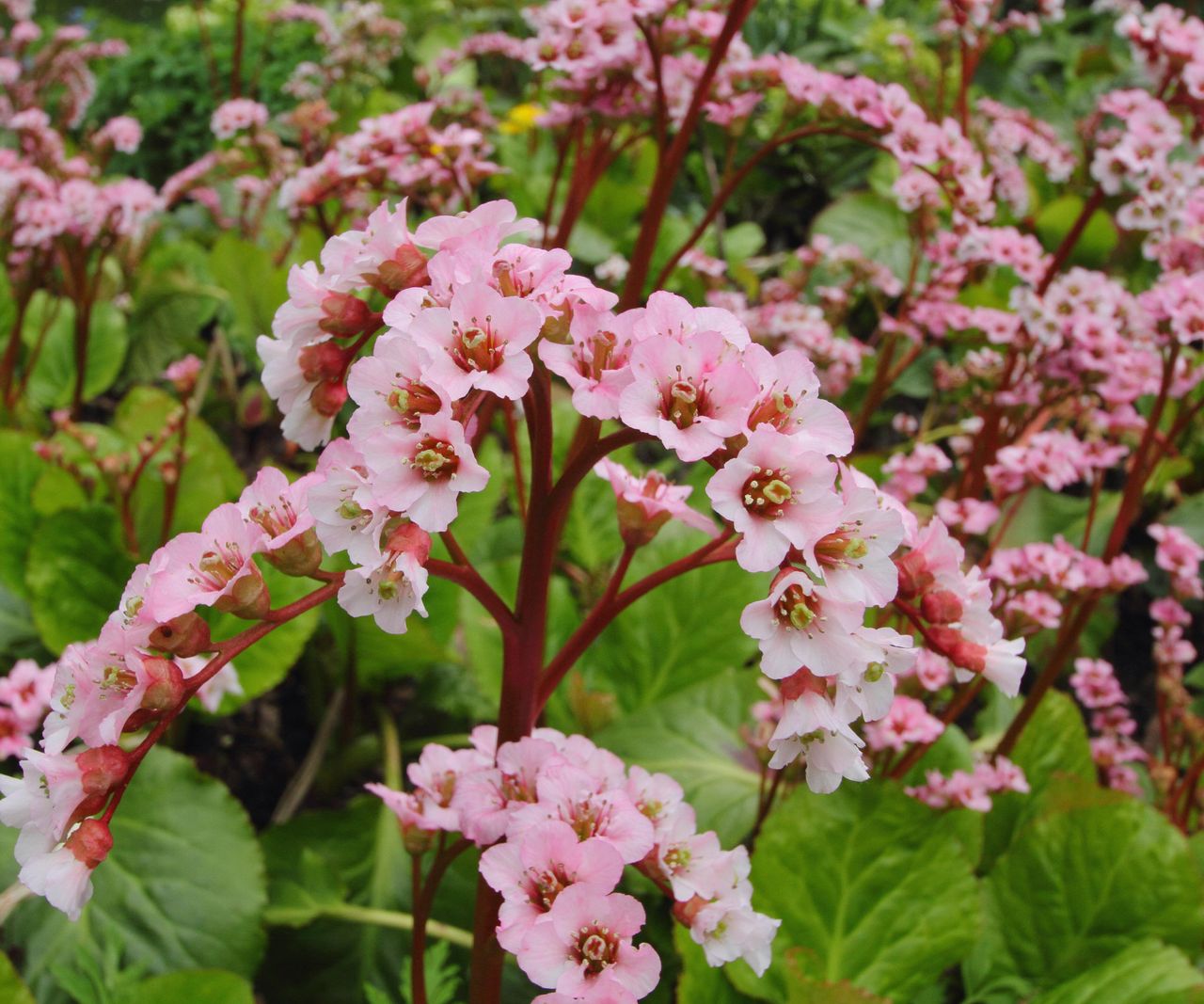 Types of bergenia: 15 varieties for shade and sun | Homes and Gardens