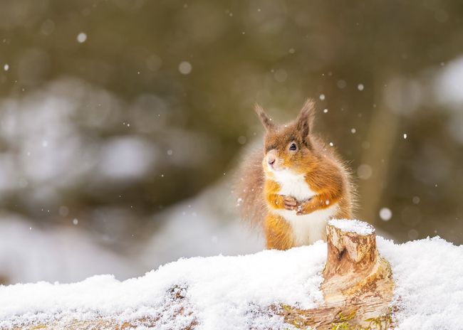 10 pro tips for wildlife pictures: Take amazing red squirrel portraits ...