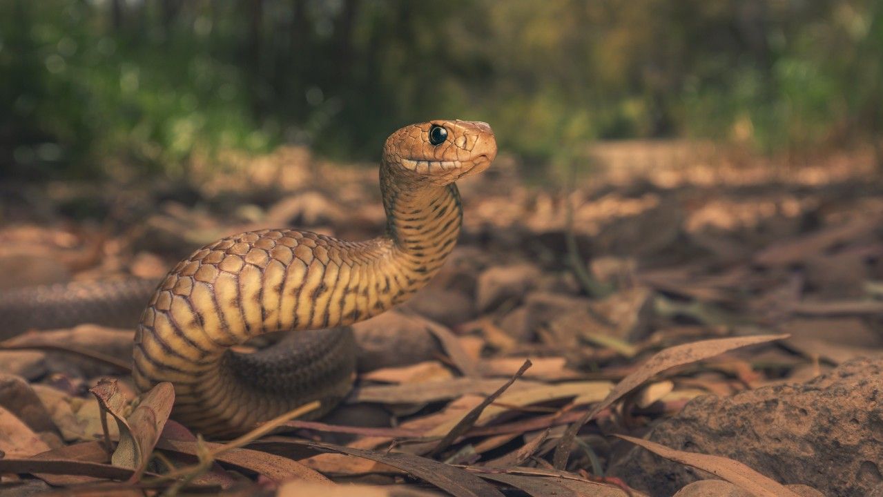 Facts About Brown Snakes | Live Science