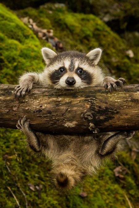 Amazing photos of nocturnal animals | Live Science