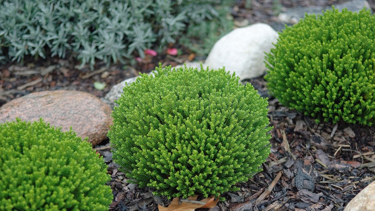 Best dwarf evergreens: 5 expert recommendations for any yard | Homes ...
