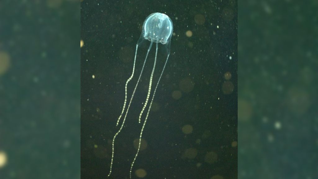 Tiny, highly venomous jellyfish stings 2 people in the middle of the ...