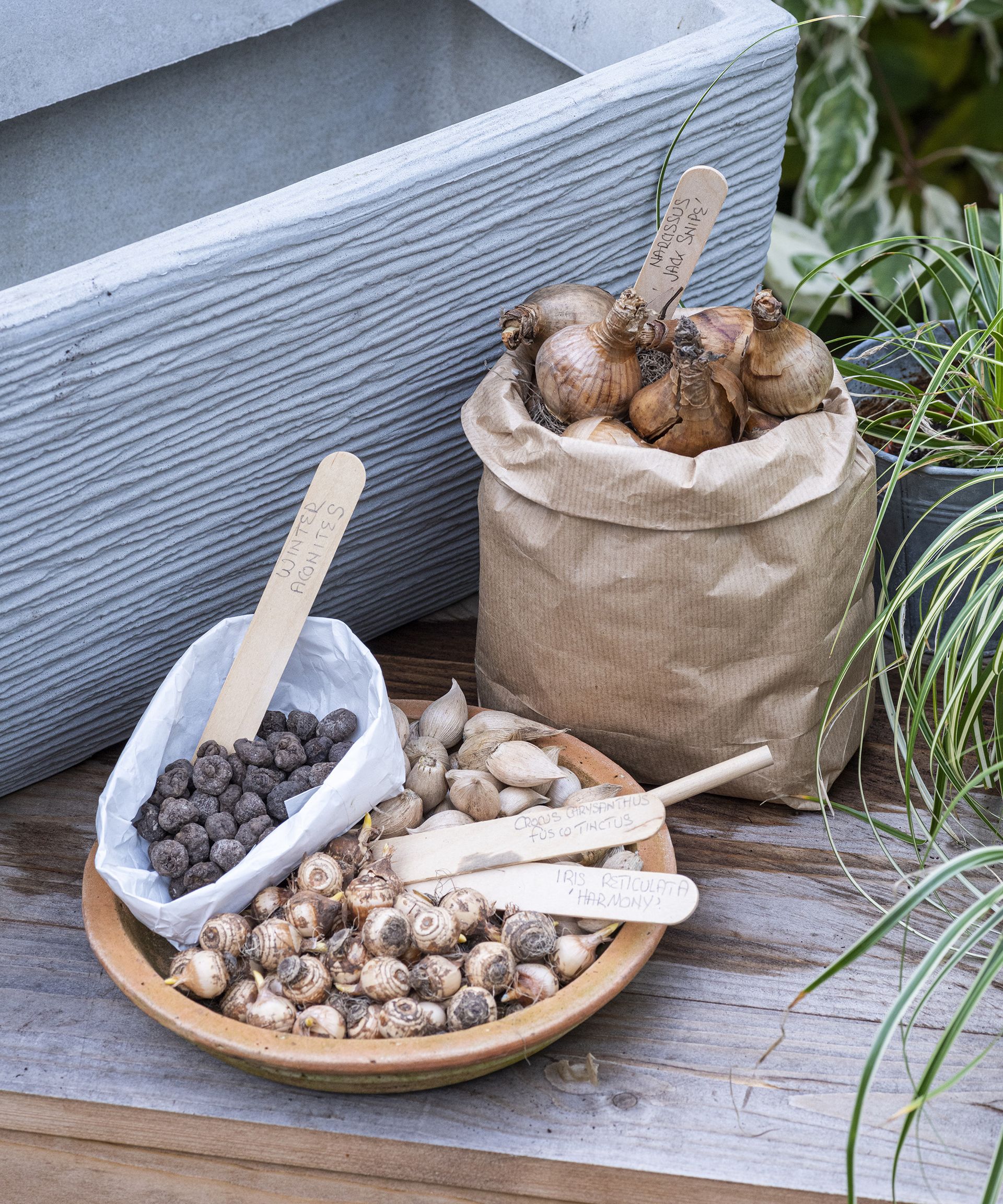 How to plant a bulb lasagne in 5 simple steps | Gardeningetc