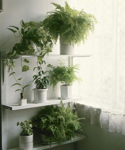 Indoor plant shelf ideas: Expert houseplant styling tips | Homes and ...
