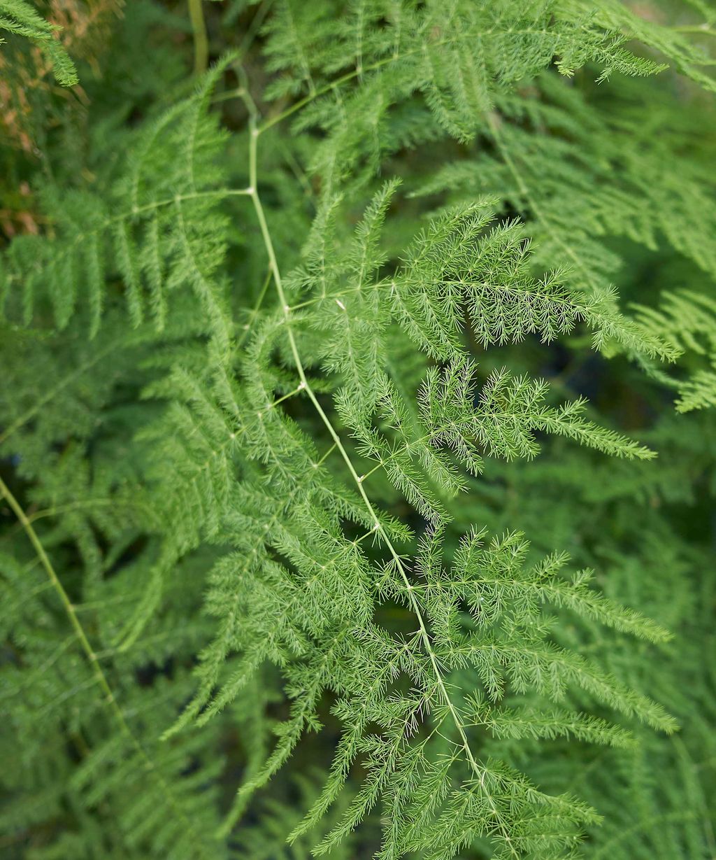 Why is my asparagus fern turning yellow? Expert tips | Homes and Gardens